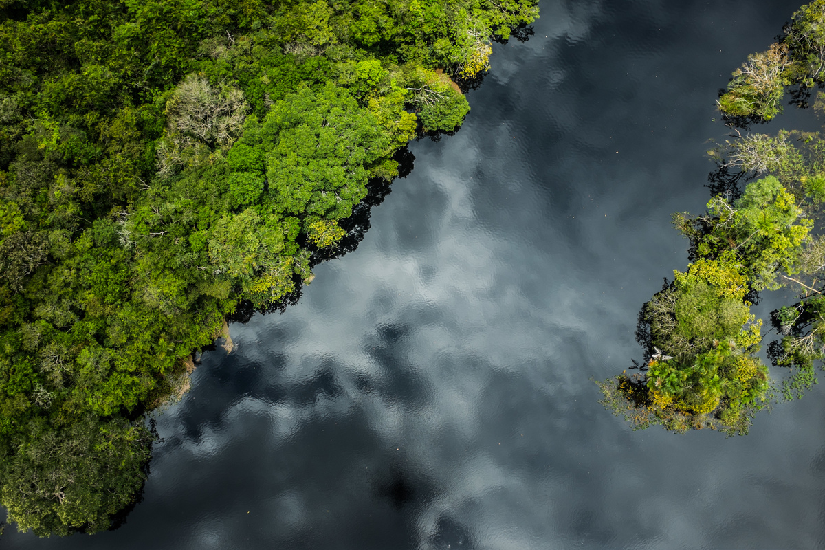 Forests | Amazon - Greenpeace Australia Pacific