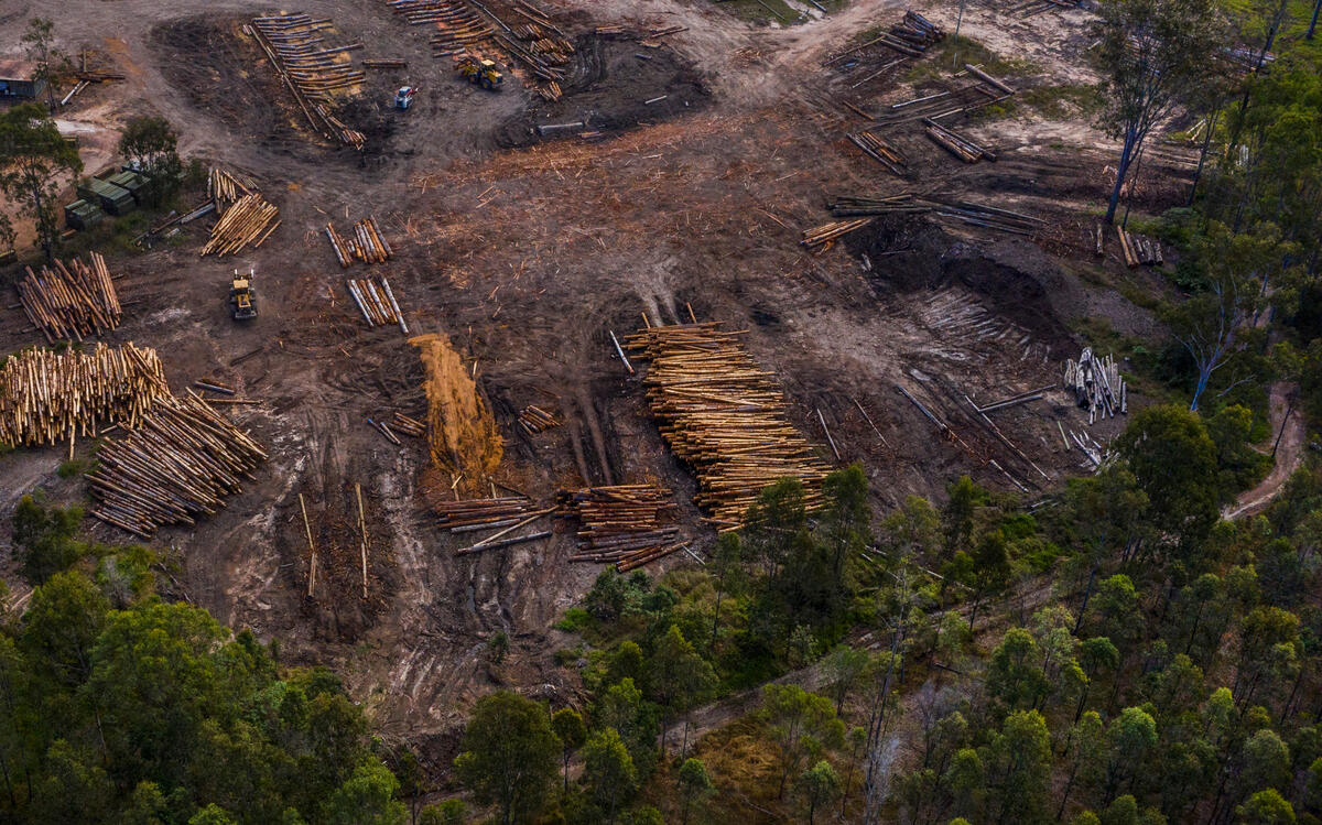 Deforestation - Greenpeace Australia Pacific