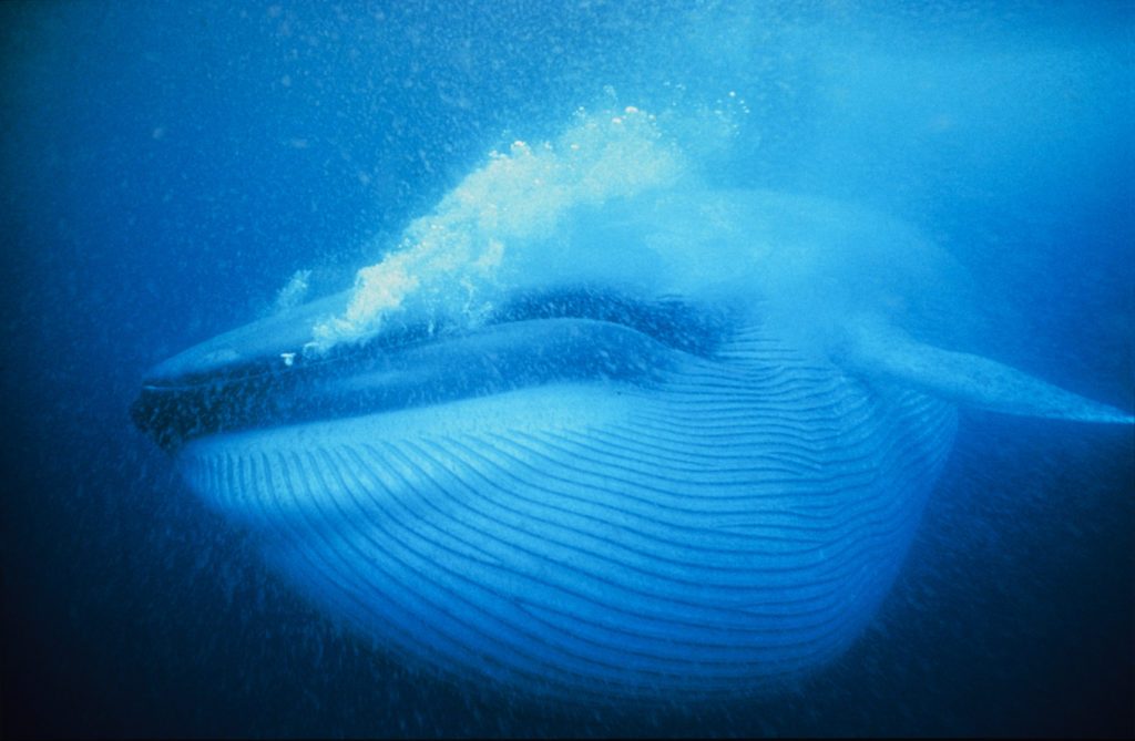 5 THINGS YOU (PROBABLY) DIDN’T KNOW ABOUT THE ANTARCTIC - Greenpeace ...
