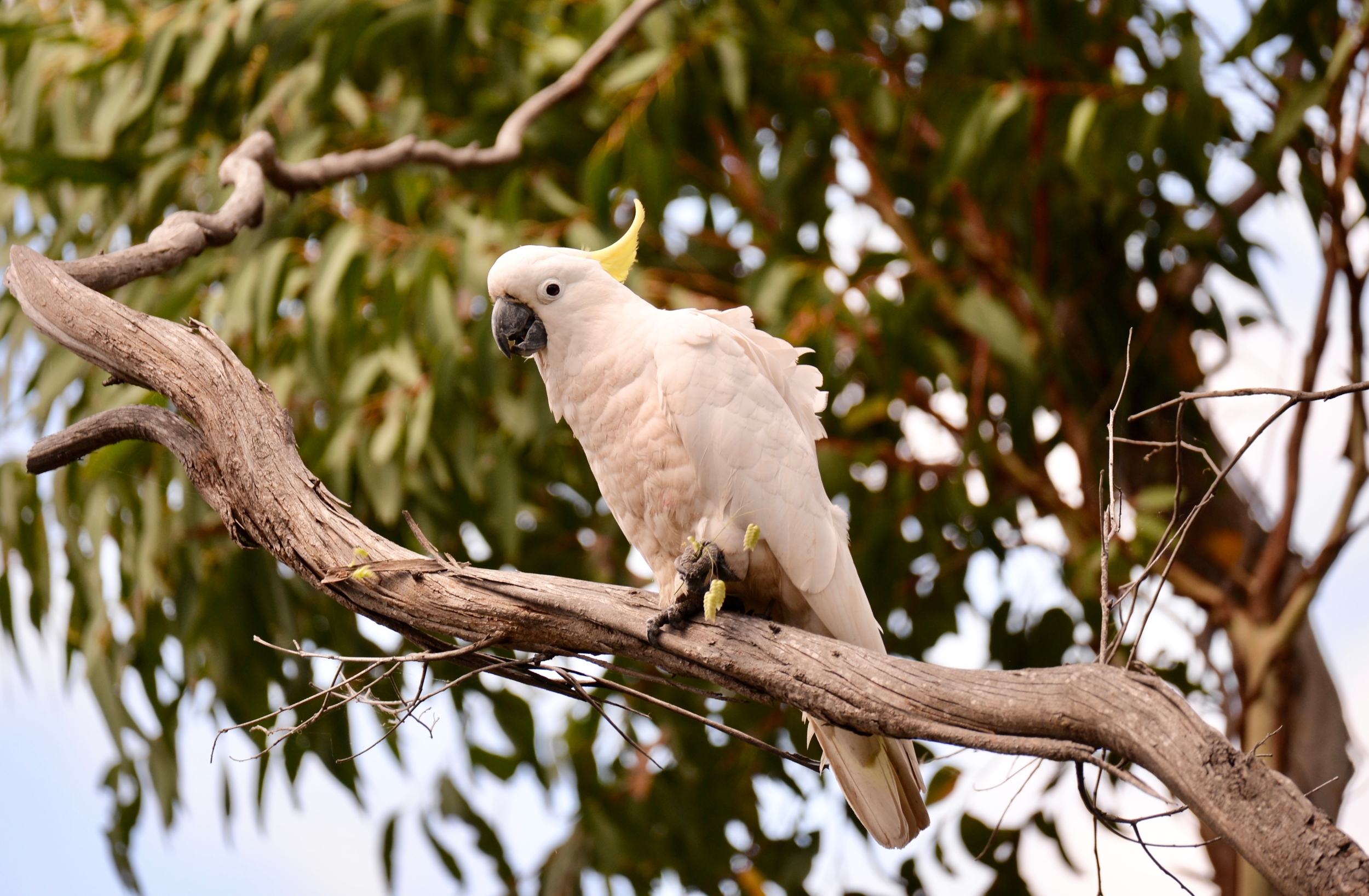 ‘Don’t bow to mining lobby’: Leading environment orgs urge swift action ...