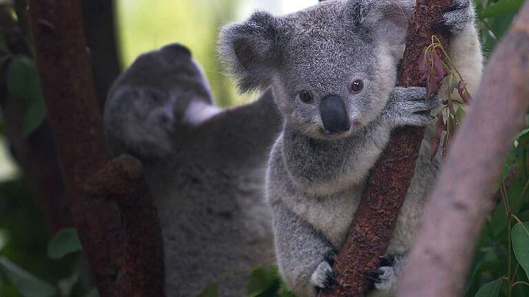 Greenpeace Australia Pacific