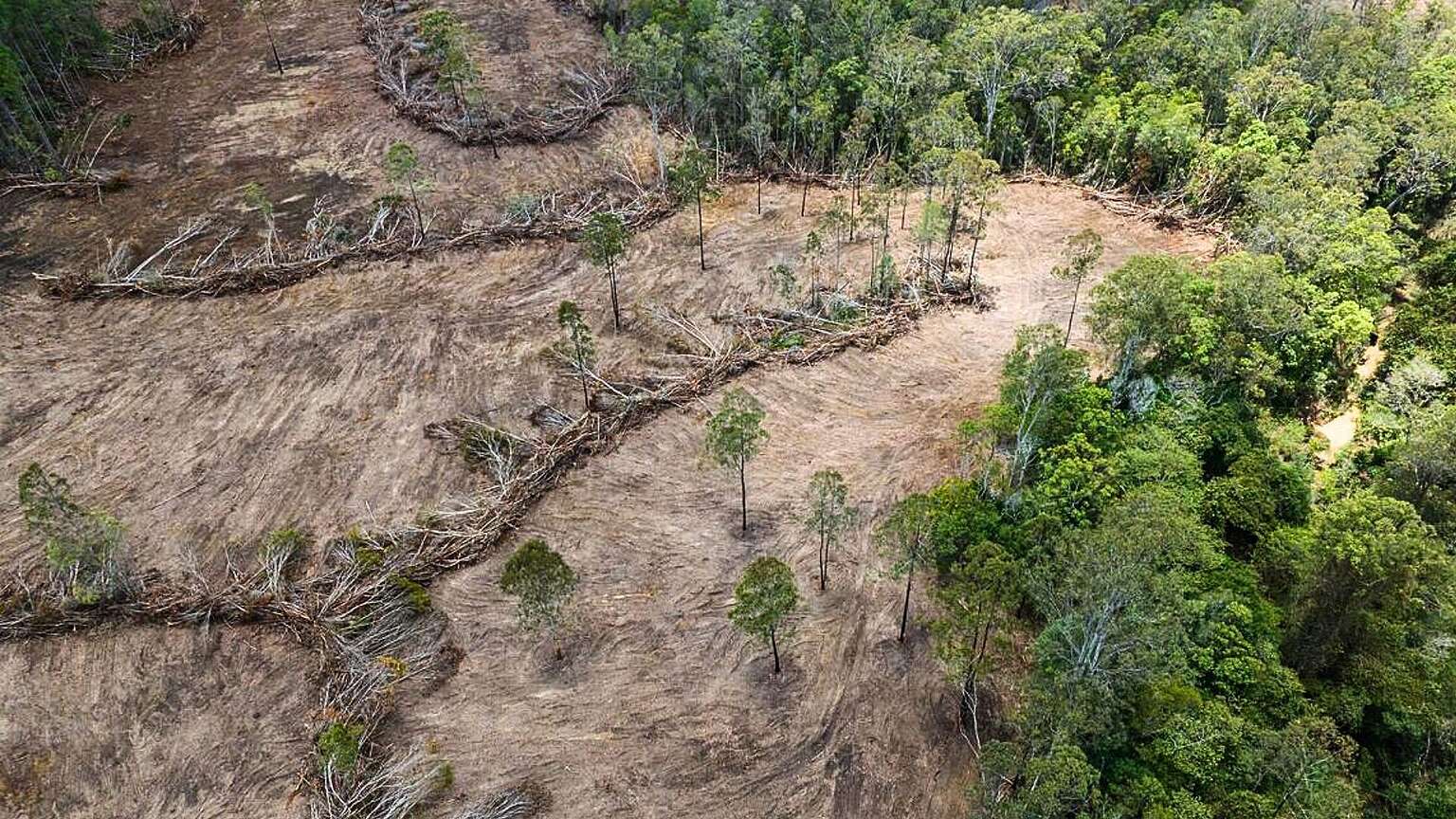 How do we solve deforestation in Australia? - Greenpeace Australia Pacific