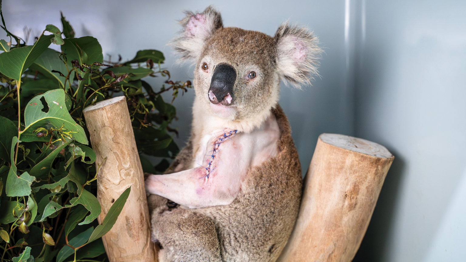 100 million animals killed, injured or displaced every year ...