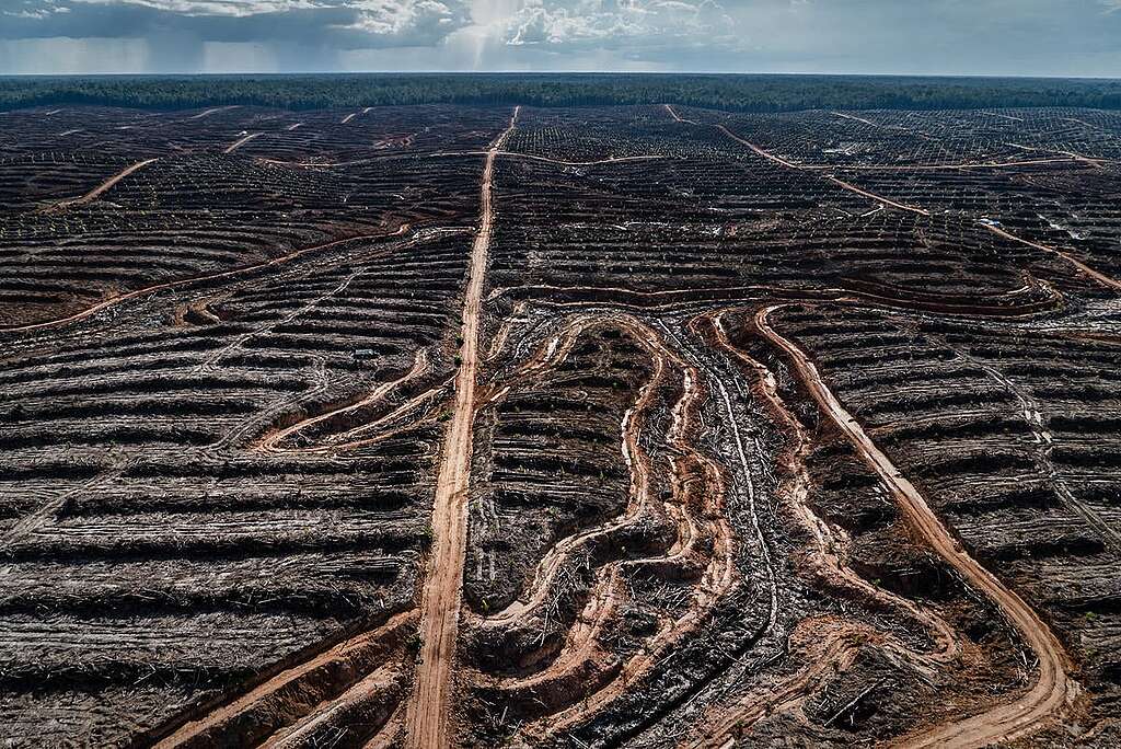 Palm Oil - Greenpeace Australia Pacific