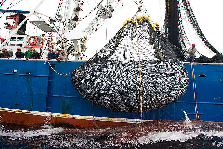 Sustainable Fishing and Ocean Protection - Greenpeace Australia Pacific