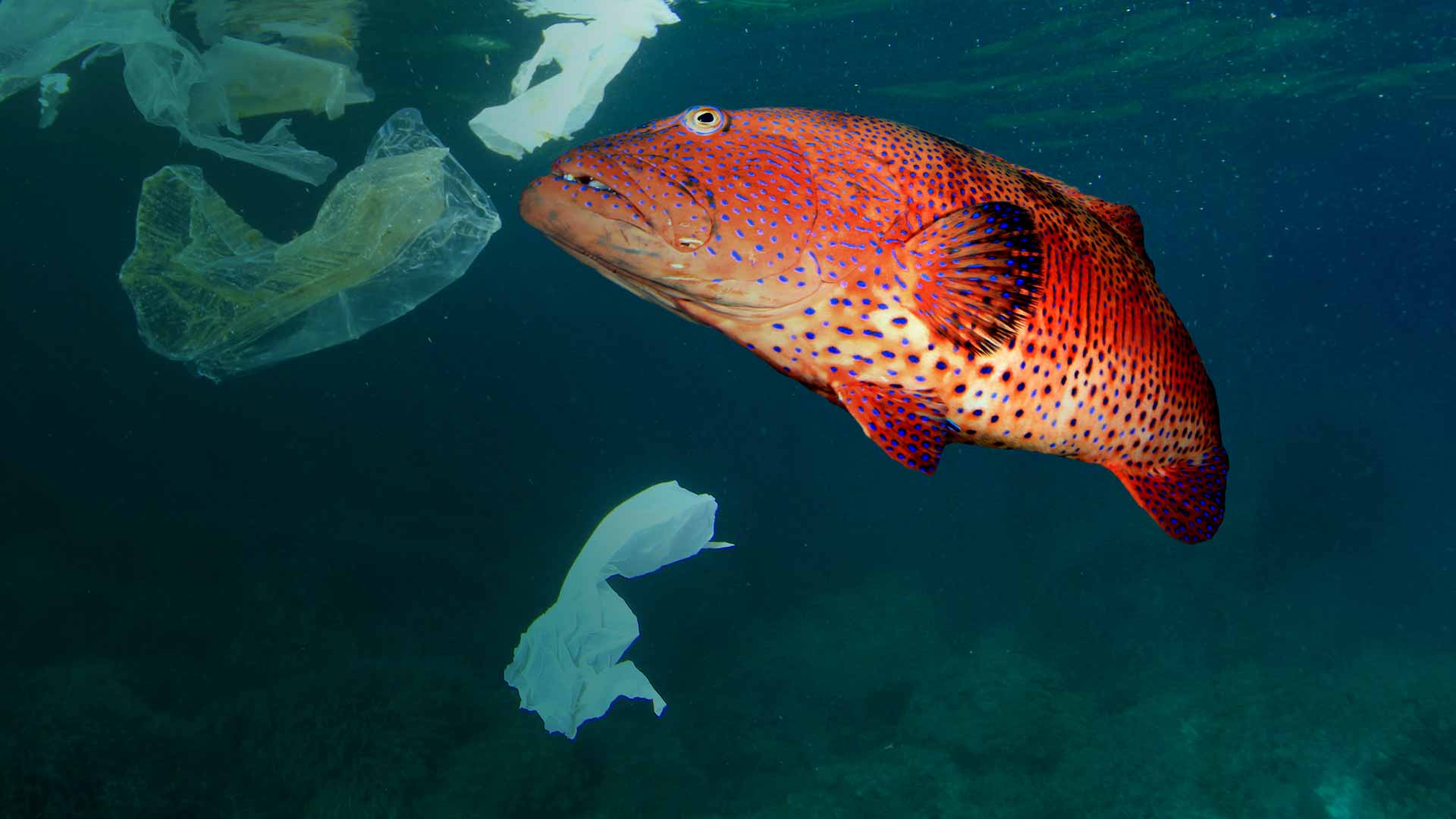 Greenpeace Australia Pacific