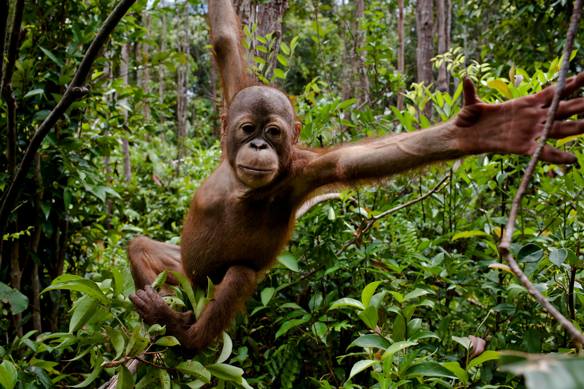 Protecting Our Forests - Greenpeace Australia Pacific