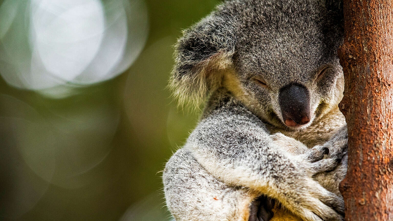 It’s time to fight deforestation. - Greenpeace Australia Pacific