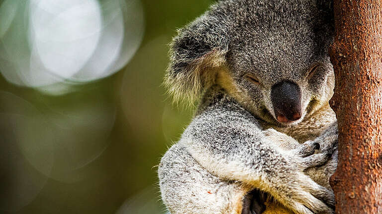 It’s time to fight deforestation. - Greenpeace Australia Pacific