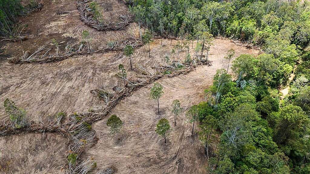 How do we solve deforestation in Australia? - Greenpeace Australia Pacific