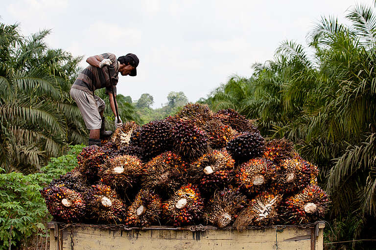 Palm Oil - Greenpeace Australia Pacific