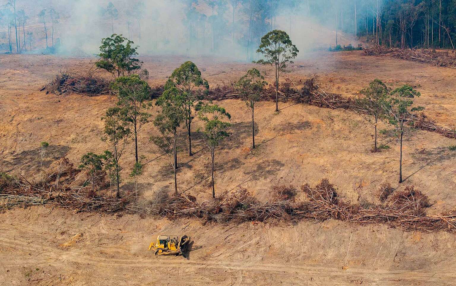Deforestation - Greenpeace Australia Pacific