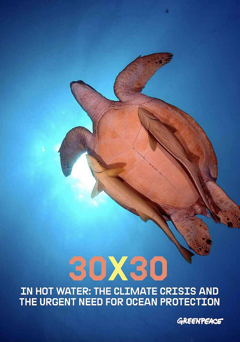 Sustainable Fishing - Greenpeace Australia Pacific