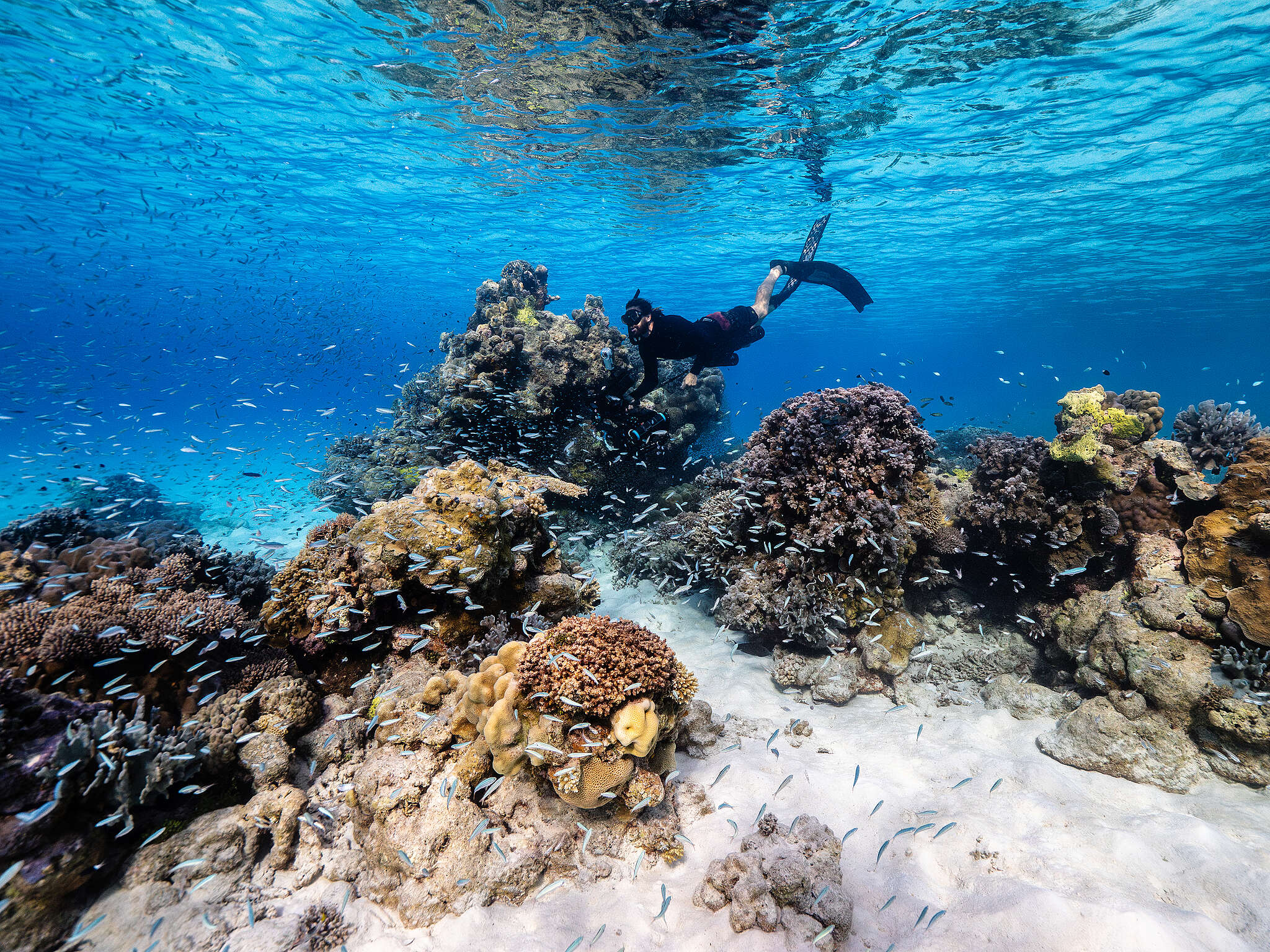 Journey to Scott Reef - Greenpeace Australia Pacific
