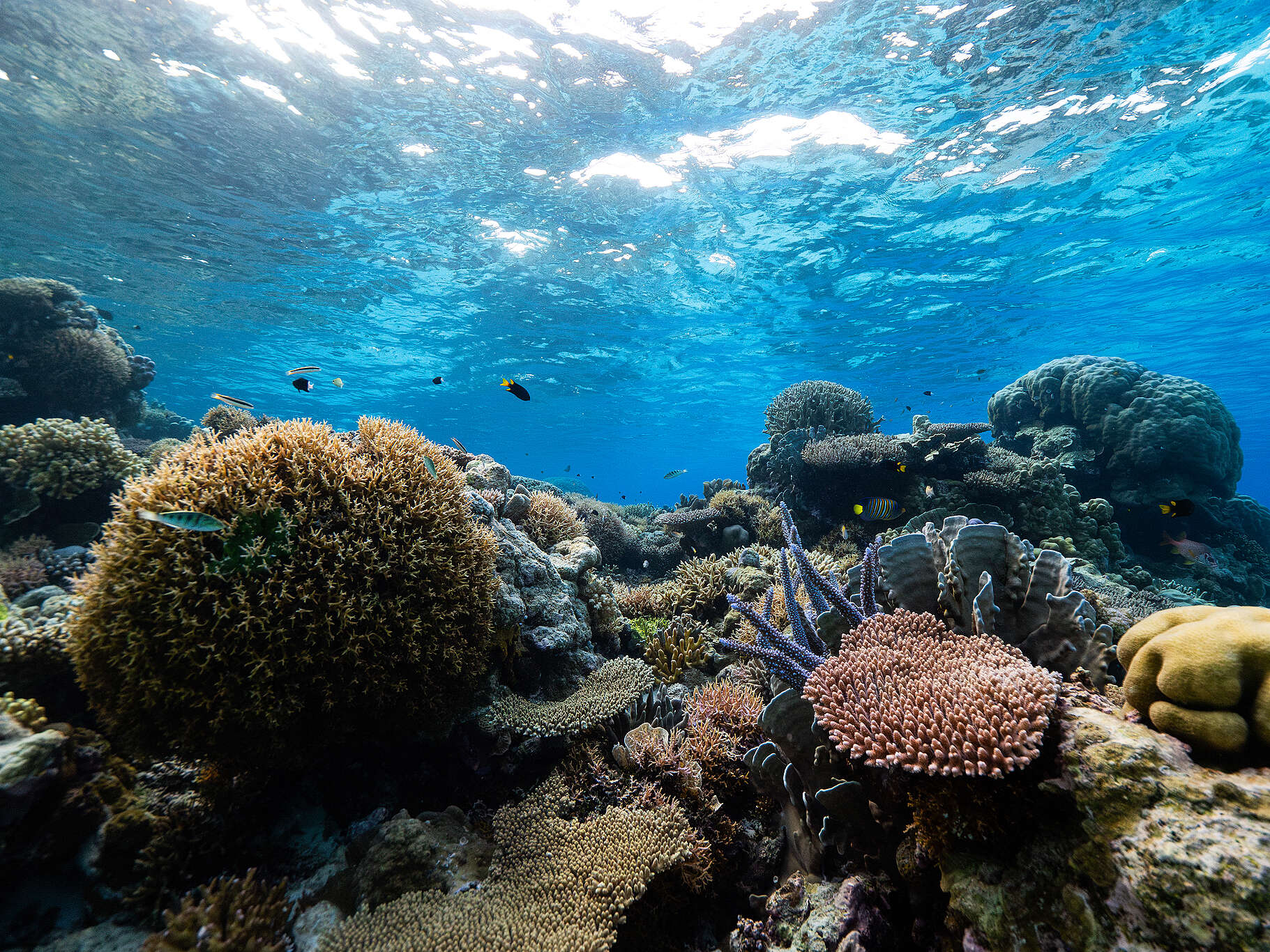 Journey to Scott Reef - Greenpeace Australia Pacific