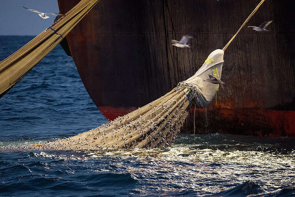 What is Bottom Trawling? - Greenpeace Australia Pacific