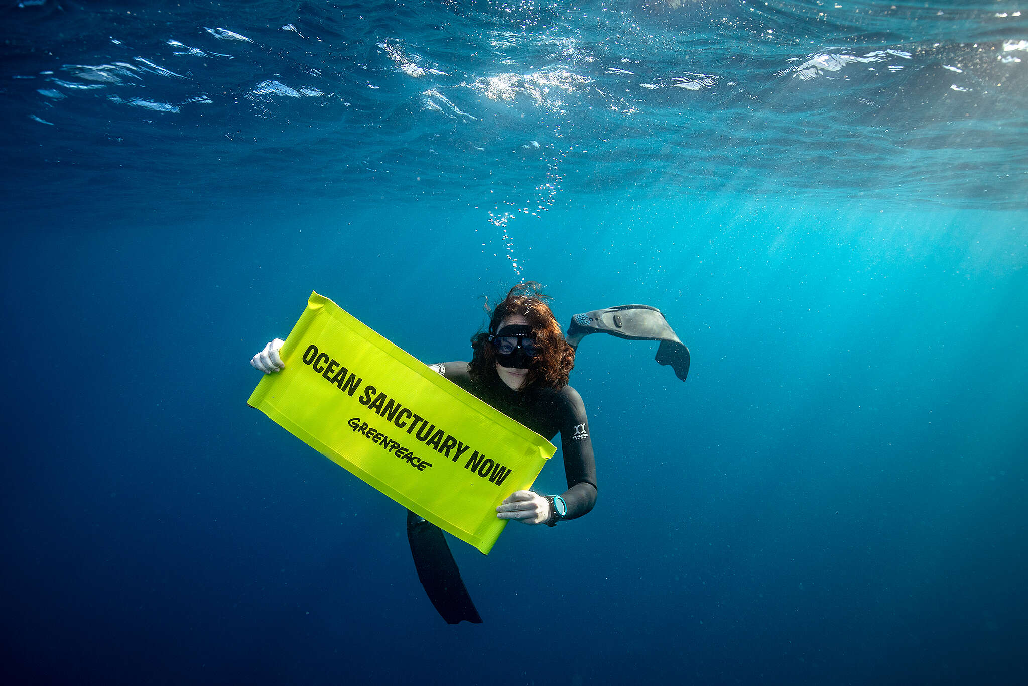 Tasman Sea Ocean Sanctuary - Greenpeace Australia Pacific