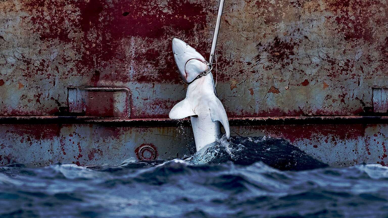Tasman Sea Ocean Sanctuary Campaign - Greenpeace Australia Pacific