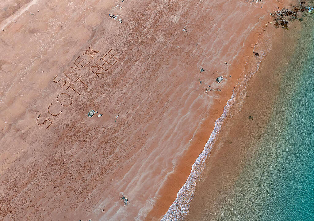 Shells in the Sand: The Silent Struggle of Scott Reef’s Green Turtles ...