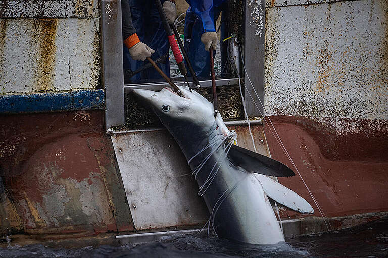 Tasman Sea Ocean Sanctuary Campaign - Greenpeace Australia Pacific