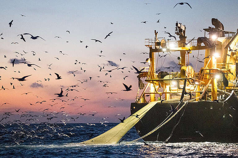 Tasman Sea Ocean Sanctuary Campaign - Greenpeace Australia Pacific