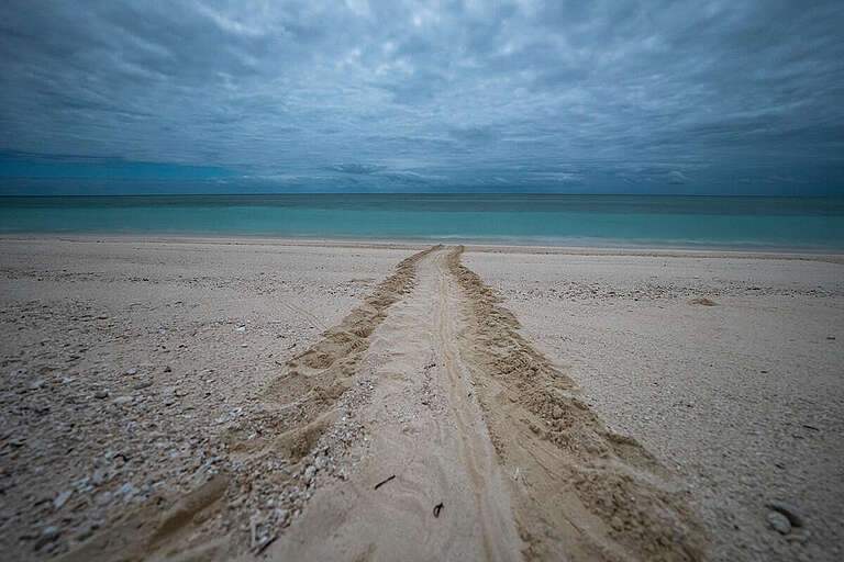 Shells in the Sand: The Silent Struggle of Scott Reef’s Green Turtles ...