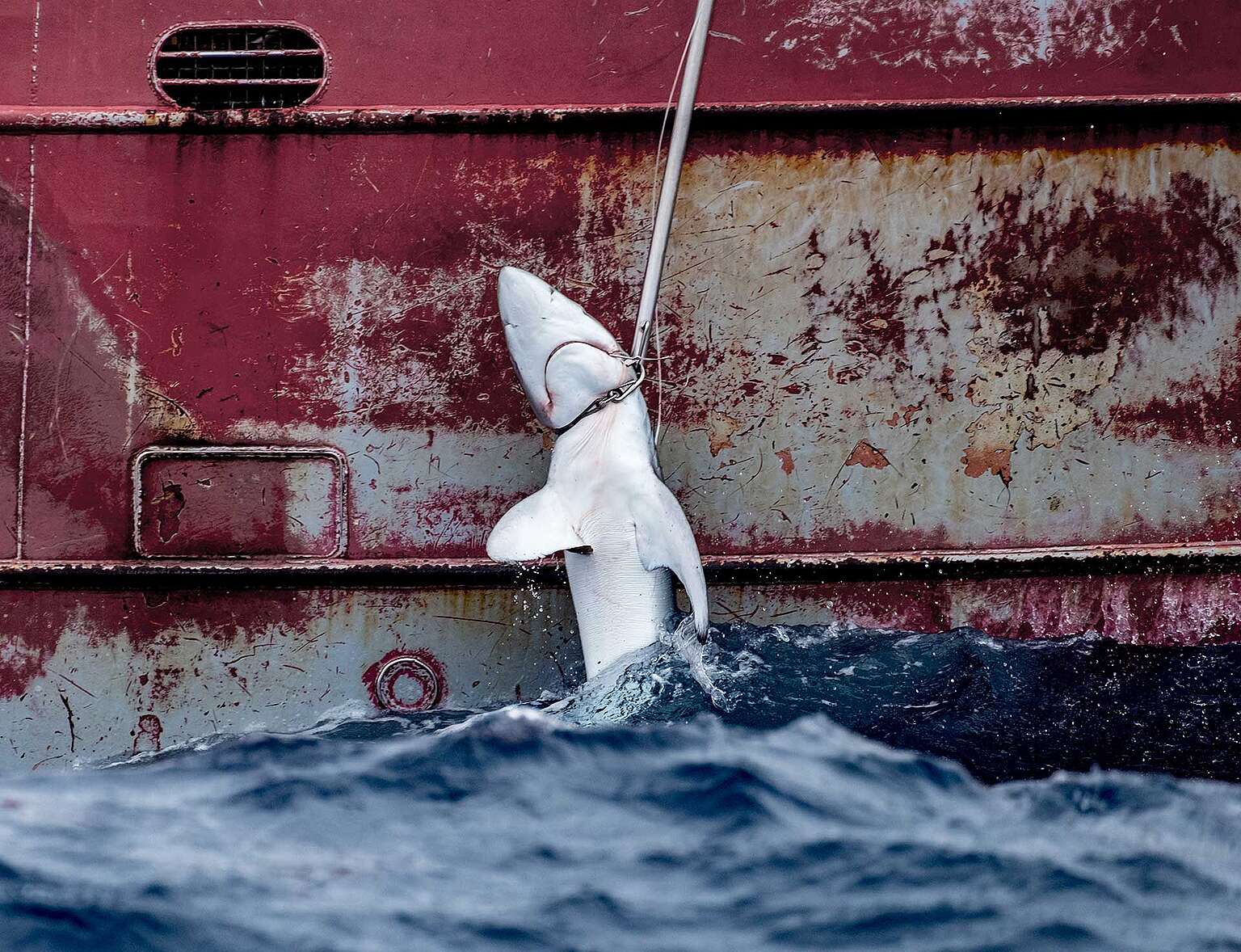 What is Bottom Trawling? - Greenpeace Australia Pacific