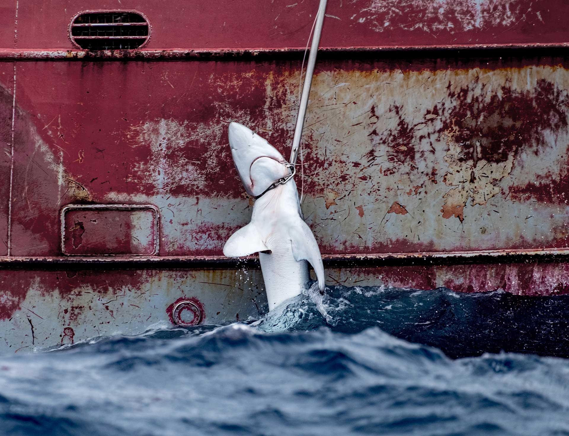 What is Longline Fishing? - Greenpeace Australia Pacific