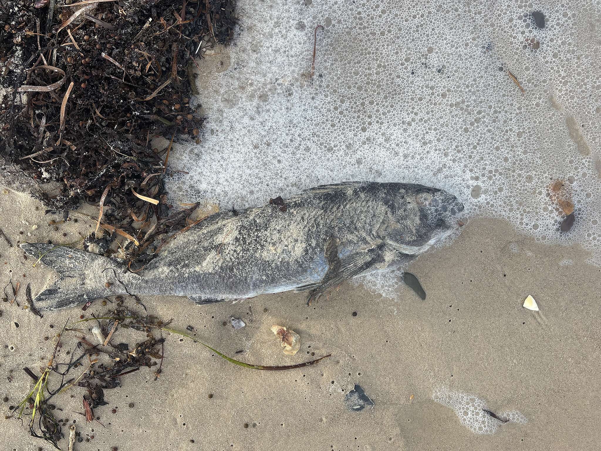 South Australia’s algal bloom is an unnatural disaster - Greenpeace ...