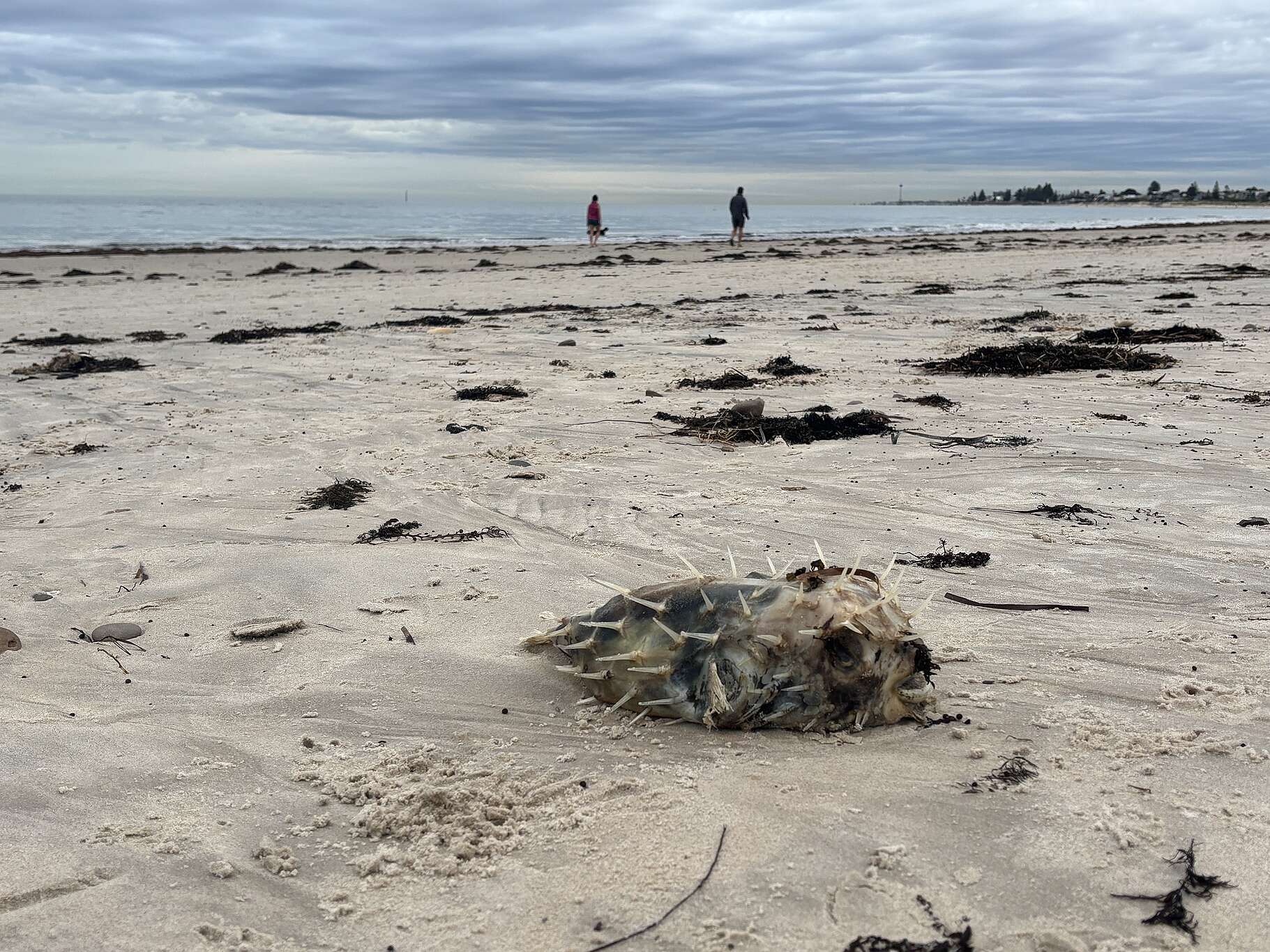 South Australia’s algal bloom is an unnatural disaster - Greenpeace ...