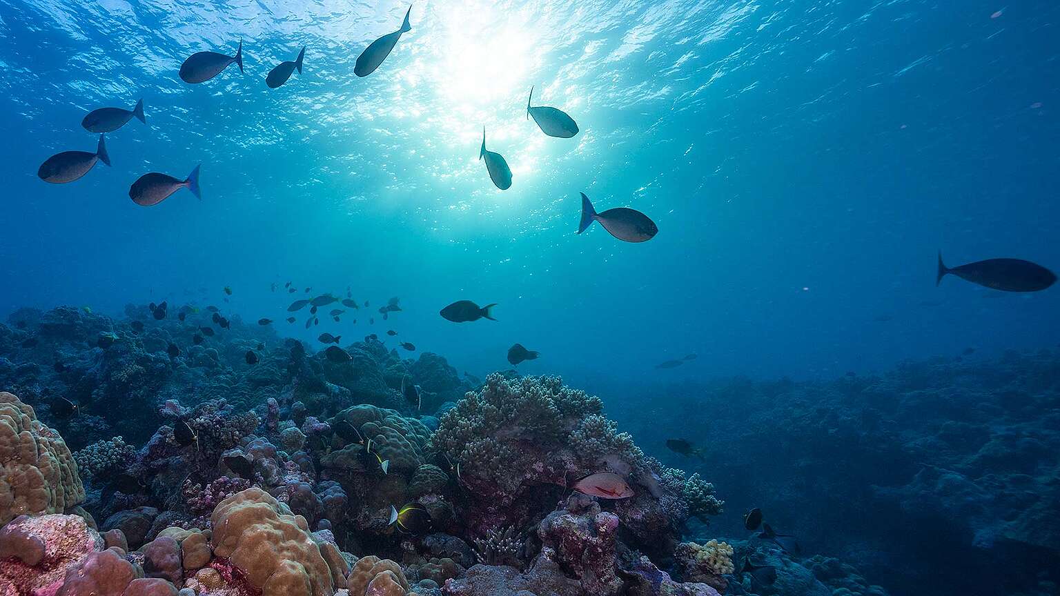 Save Scott Reef - Greenpeace Australia Pacific