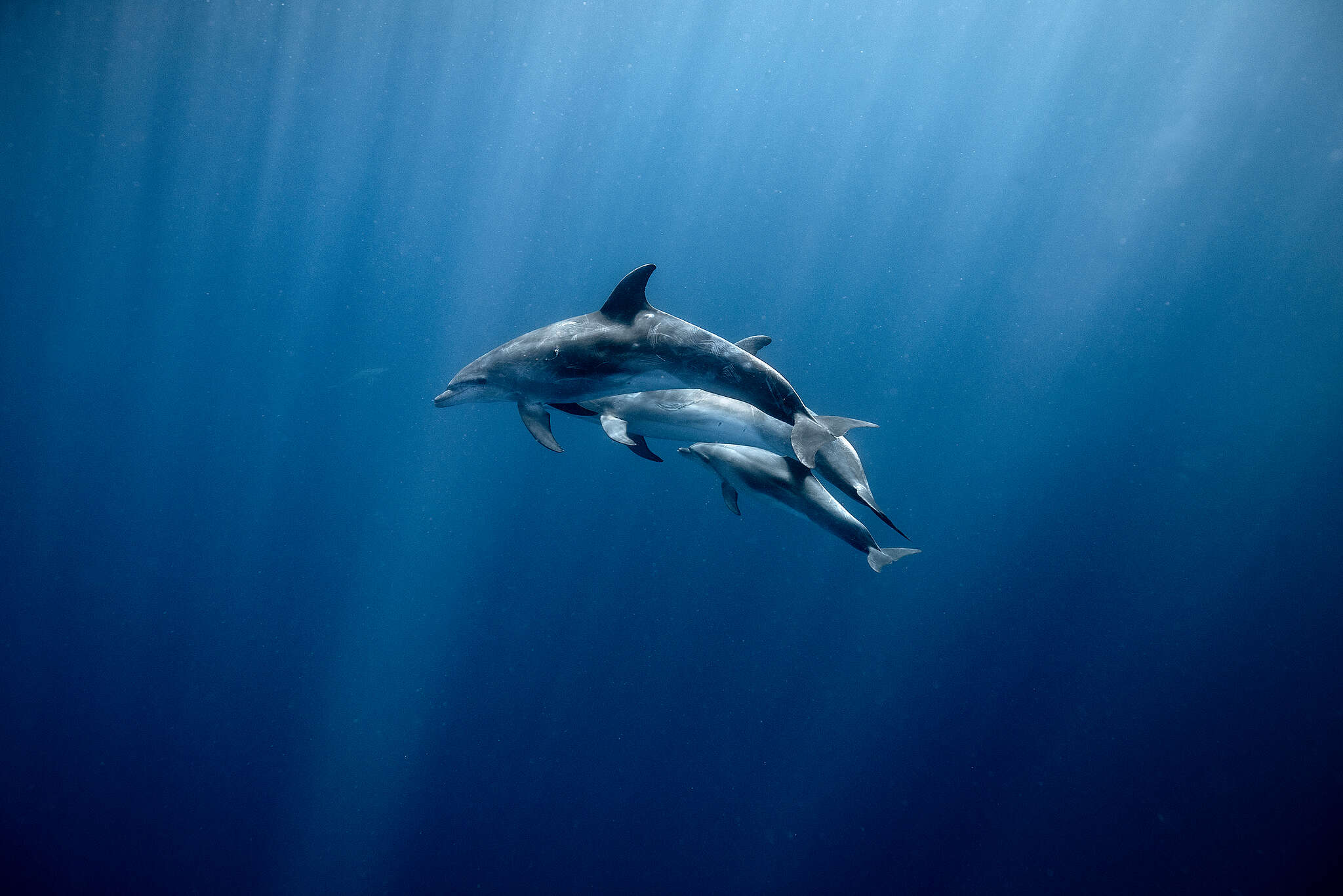 Tasman Sea Ocean Sanctuary Campaign - Greenpeace Australia Pacific