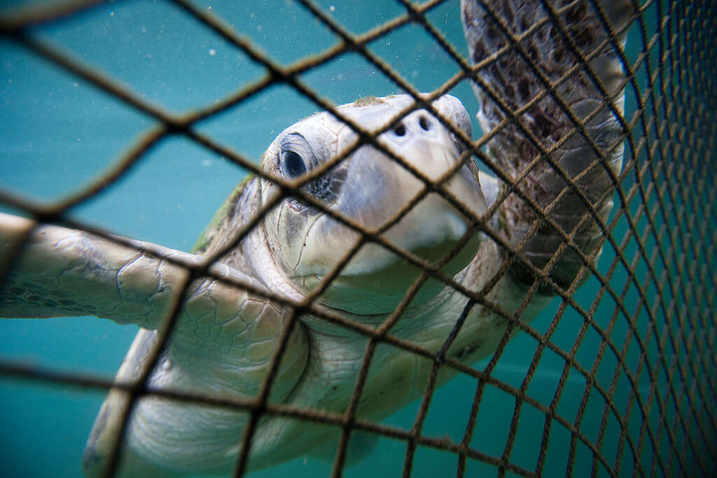 Overfishing in Kiribati - Greenpeace Australia Pacific